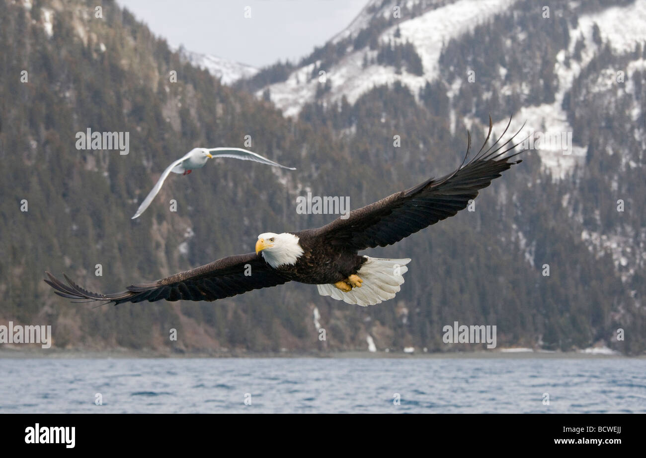 Bald eagle and seagull hi-res stock photography and images - Alamy