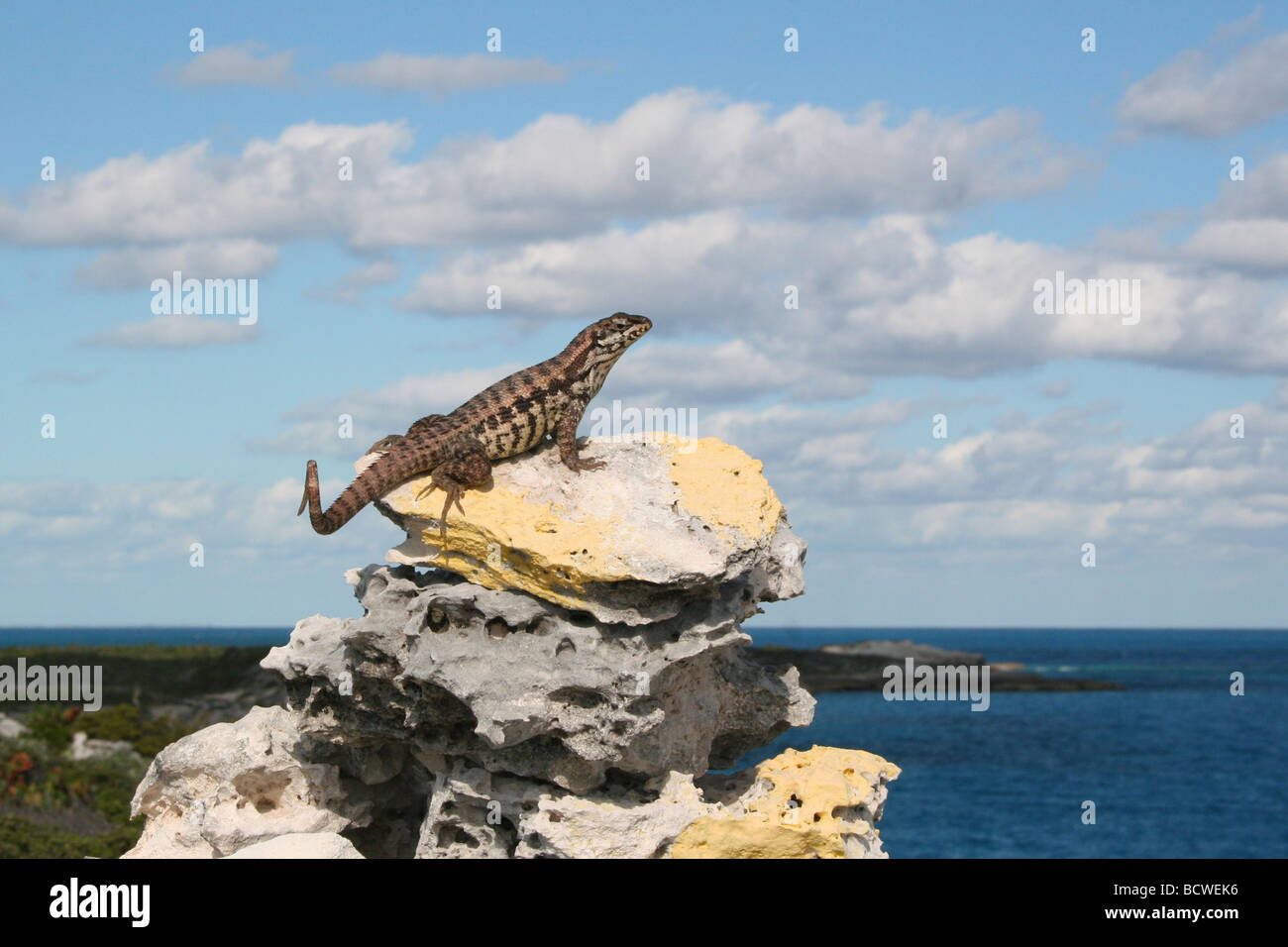 Bahamas Exuma Curlytail Lizard on rock looking out to sea Stock Photo ...