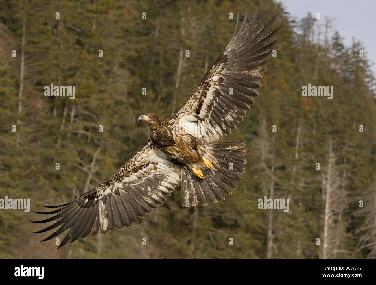 Bald eagle (Haliaeetus leucocephalus) flying Stock Photo - Alamy