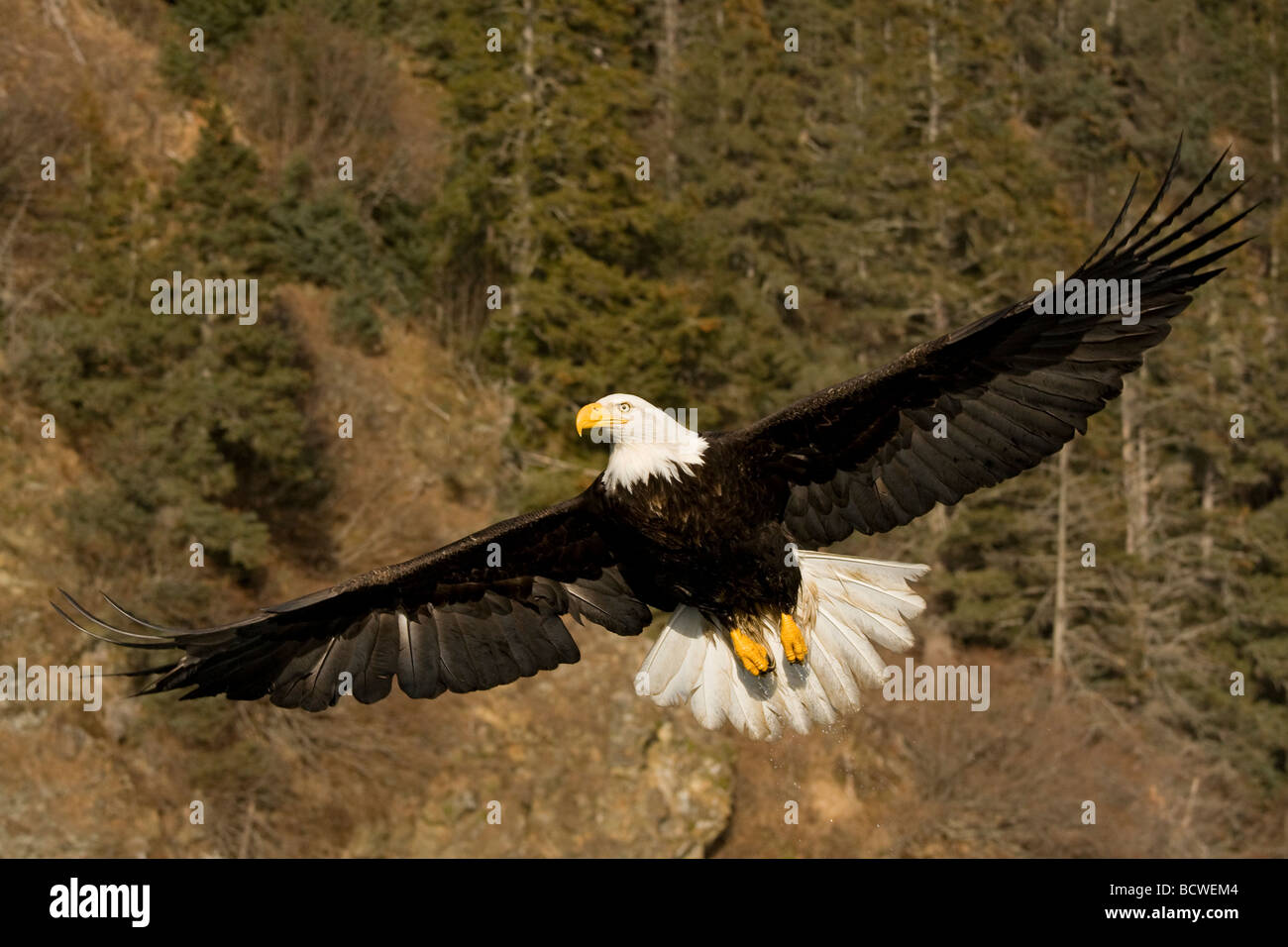 Flying bald eagle fly hi-res stock photography and images - Alamy