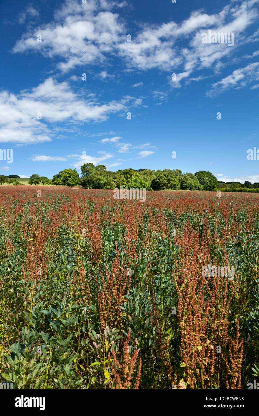 Farming agriculture countryside crop hi-res stock photography and ...