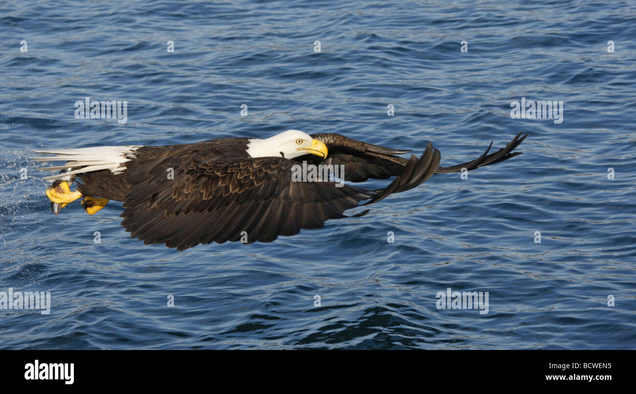 Bald eagle hunting water hi-res stock photography and images - Alamy