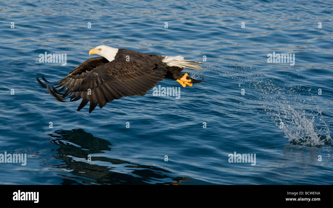 Flying bald eagle fly hi-res stock photography and images - Alamy