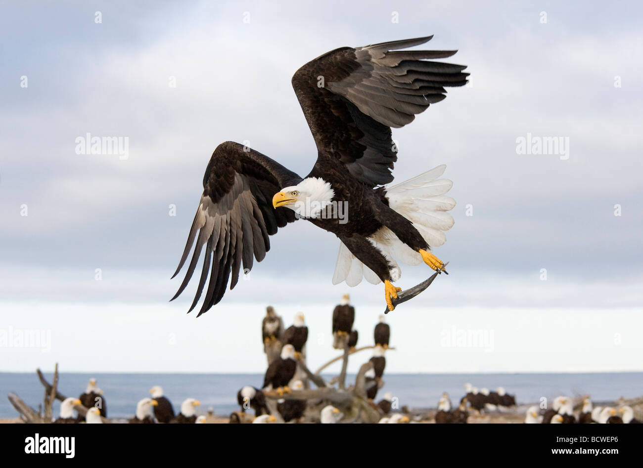 Sea eagle group hi-res stock photography and images - Alamy
