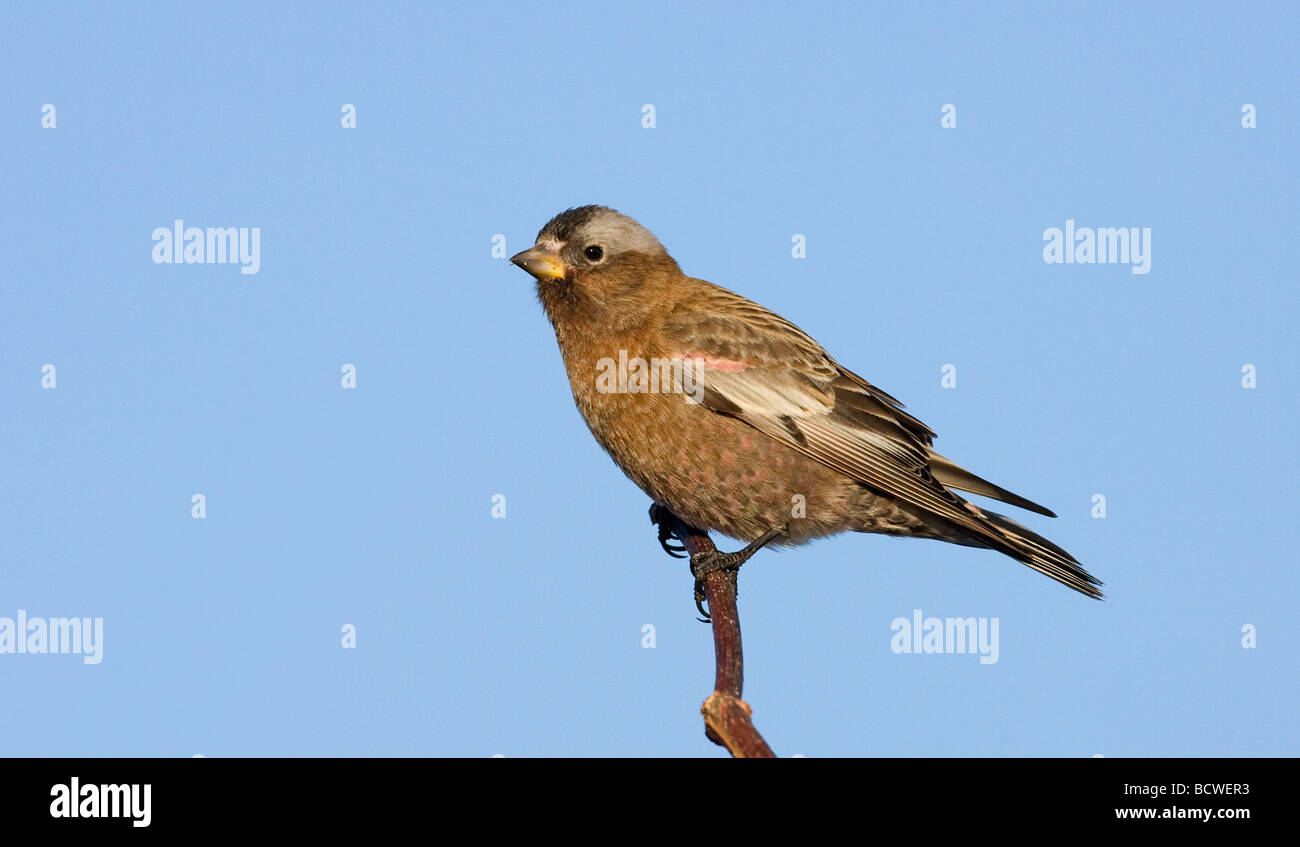 Rosy finch hi-res stock photography and images - Alamy