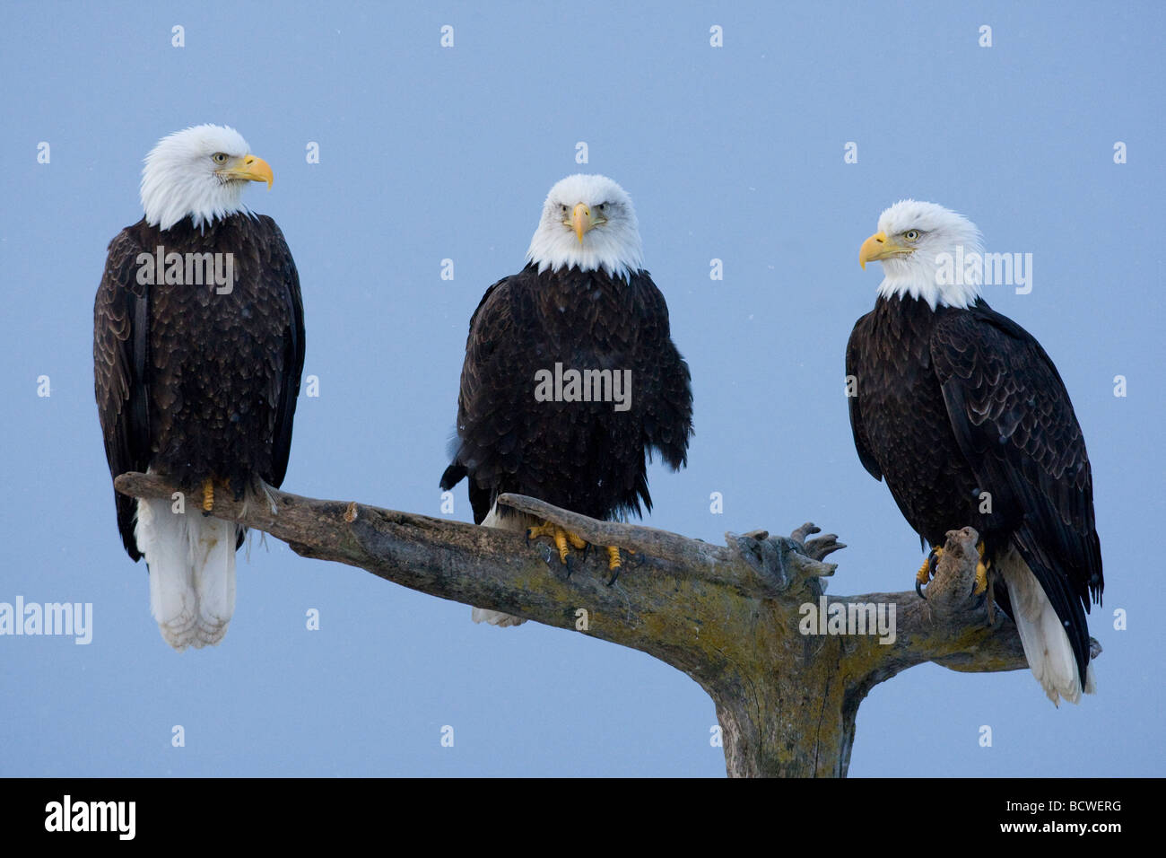 Three eagles hi-res stock photography and images - Alamy