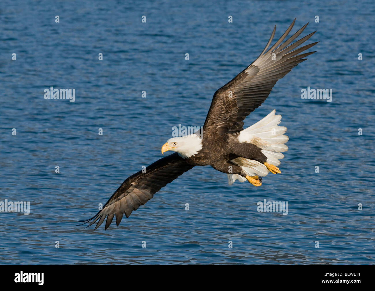 Adult bald eagle taking flight hi-res stock photography and images - Alamy