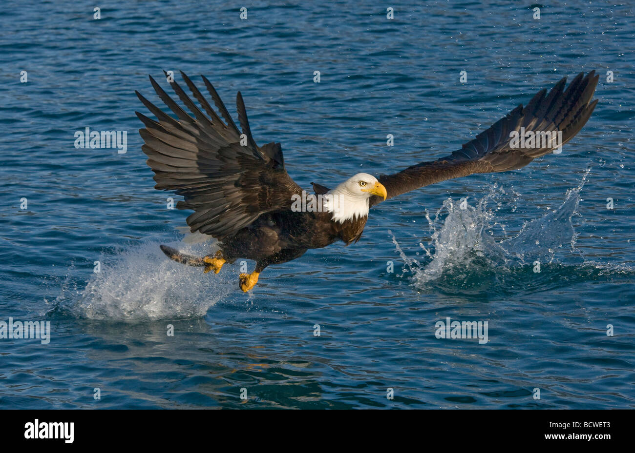 Adult bald eagle taking flight hi-res stock photography and images - Alamy