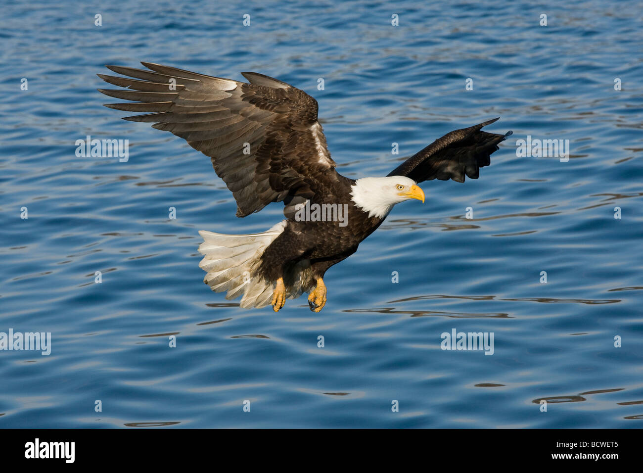 Adult bald eagle taking flight hi-res stock photography and images - Alamy