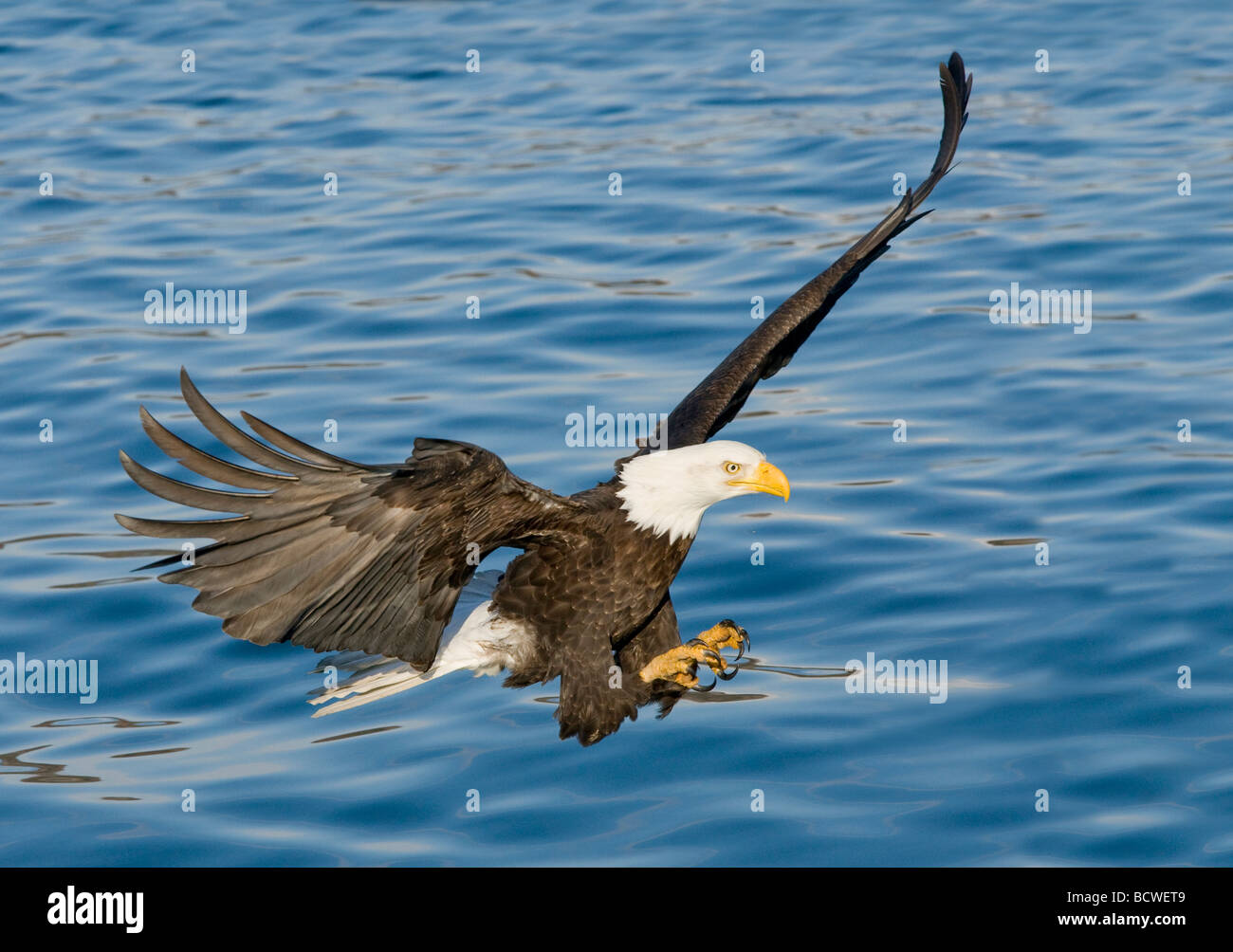 Adult bald eagle taking flight hi-res stock photography and images - Alamy