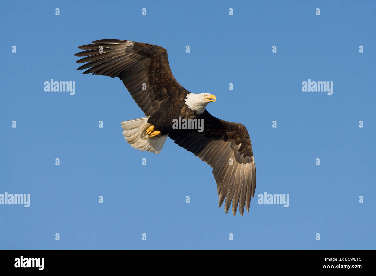 Adult bald eagle with wing spread hi-res stock photography and images - Alamy