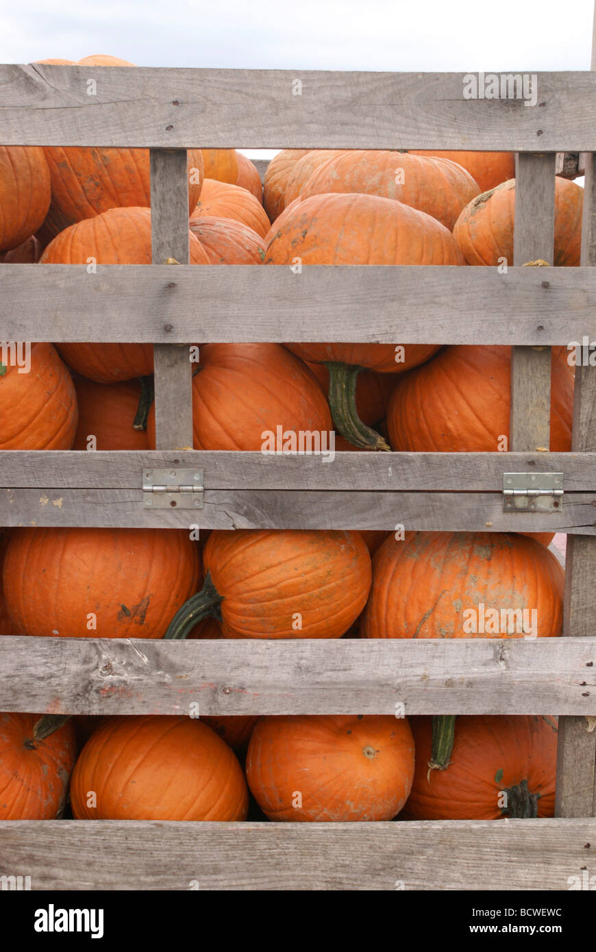 Loading pumpkins hi-res stock photography and images - Alamy