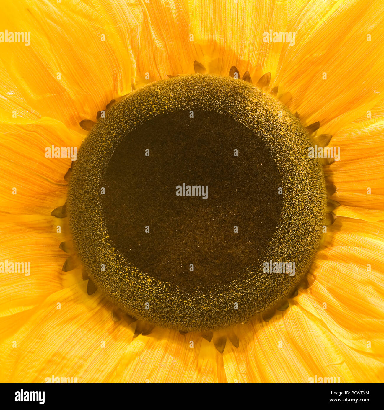 Catalan flower stall hi-res stock photography and images - Alamy