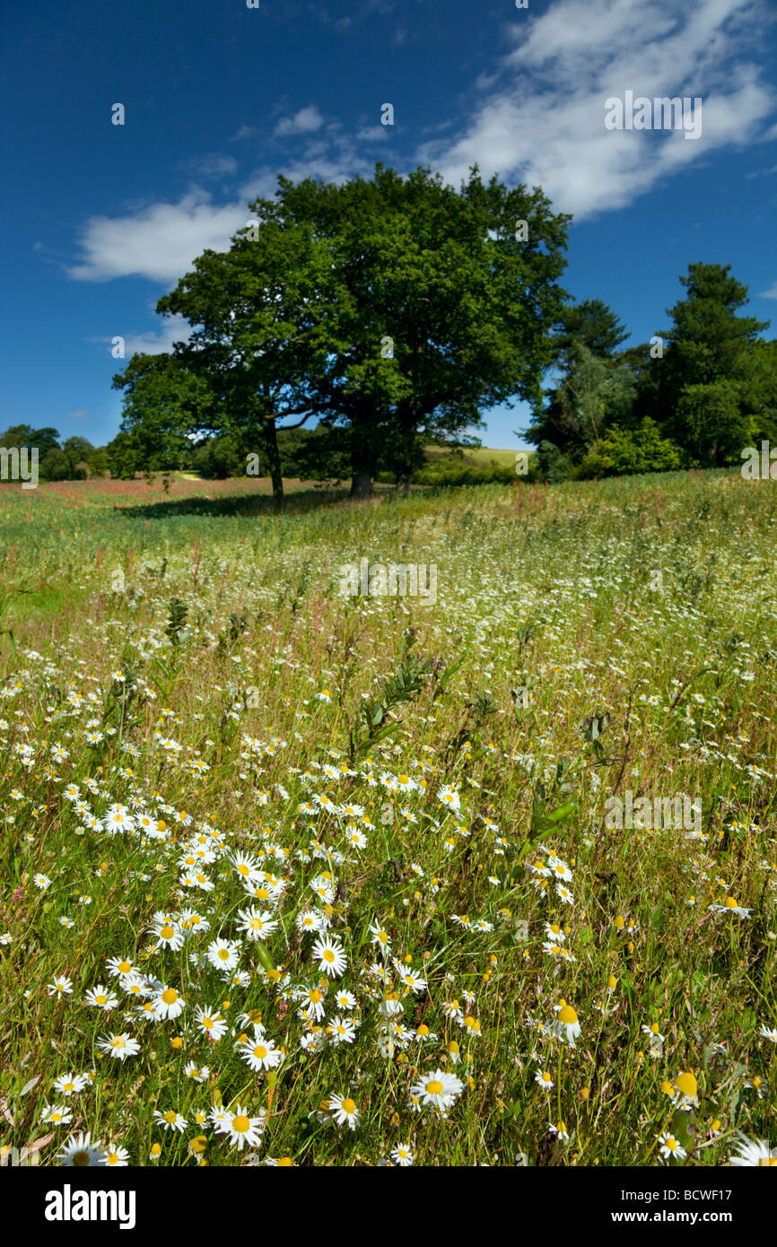 Environmental level stewardship hi-res stock photography and images - Alamy