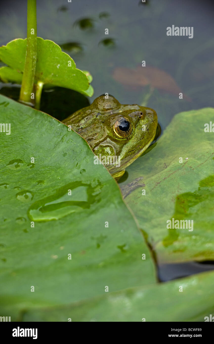 Chiricahua Leopard Frog (Rana chiricahuensis) Arizona - USA - Also known as Ramsey Canyon ...