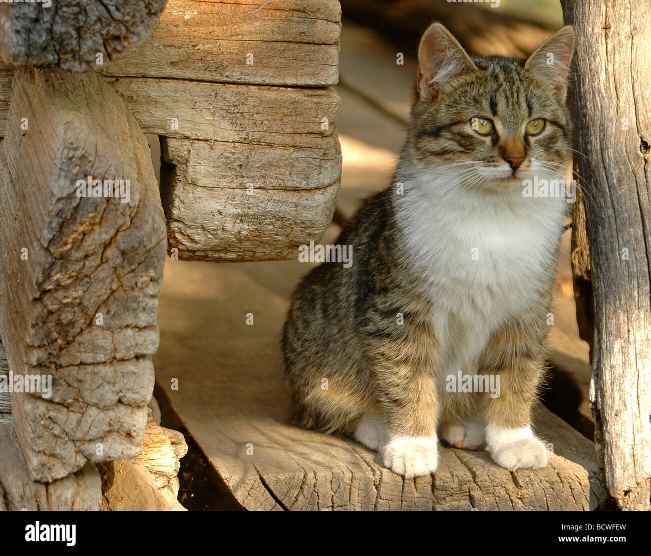 Cat stand hi-res stock photography and images - Alamy