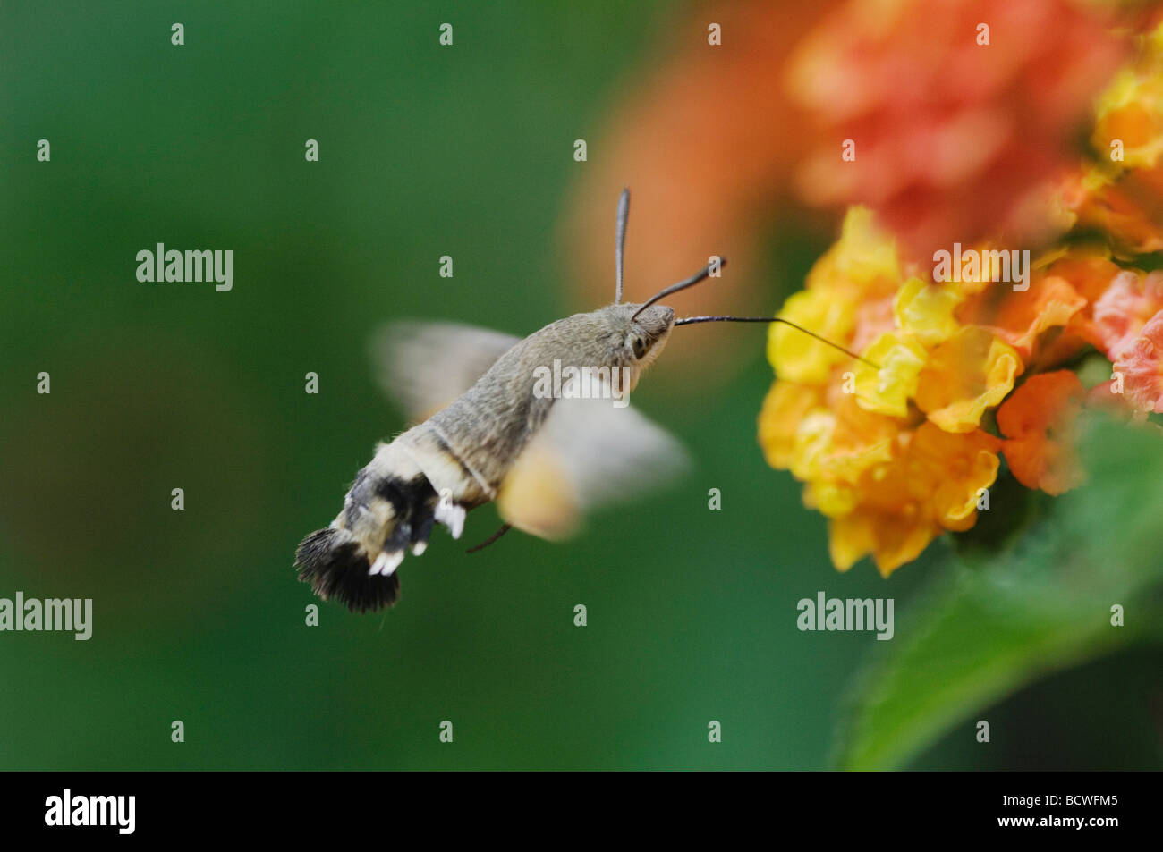 Hummingbird Hawk moth Macroglossum stellatarum adult in flight drinking ...