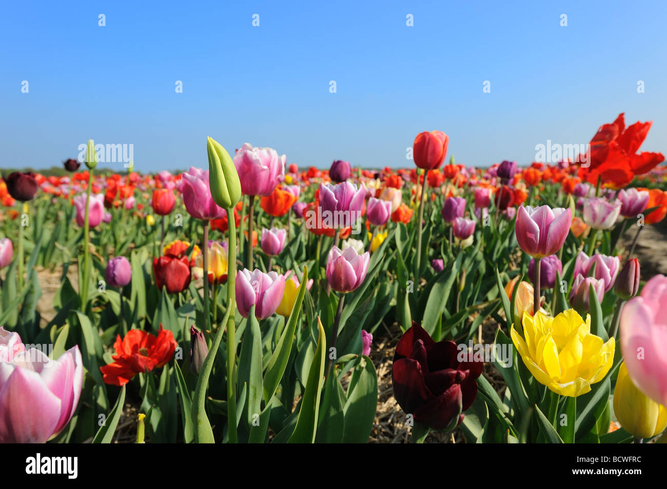 colorful tulips as typical agriculture in Holland Stock Photo - Alamy