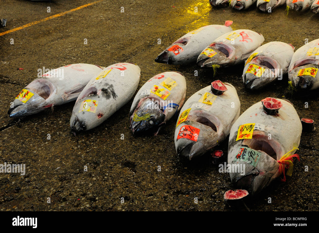 Rows of frozen tuna at Tsukiji world's largest fish market Central ...