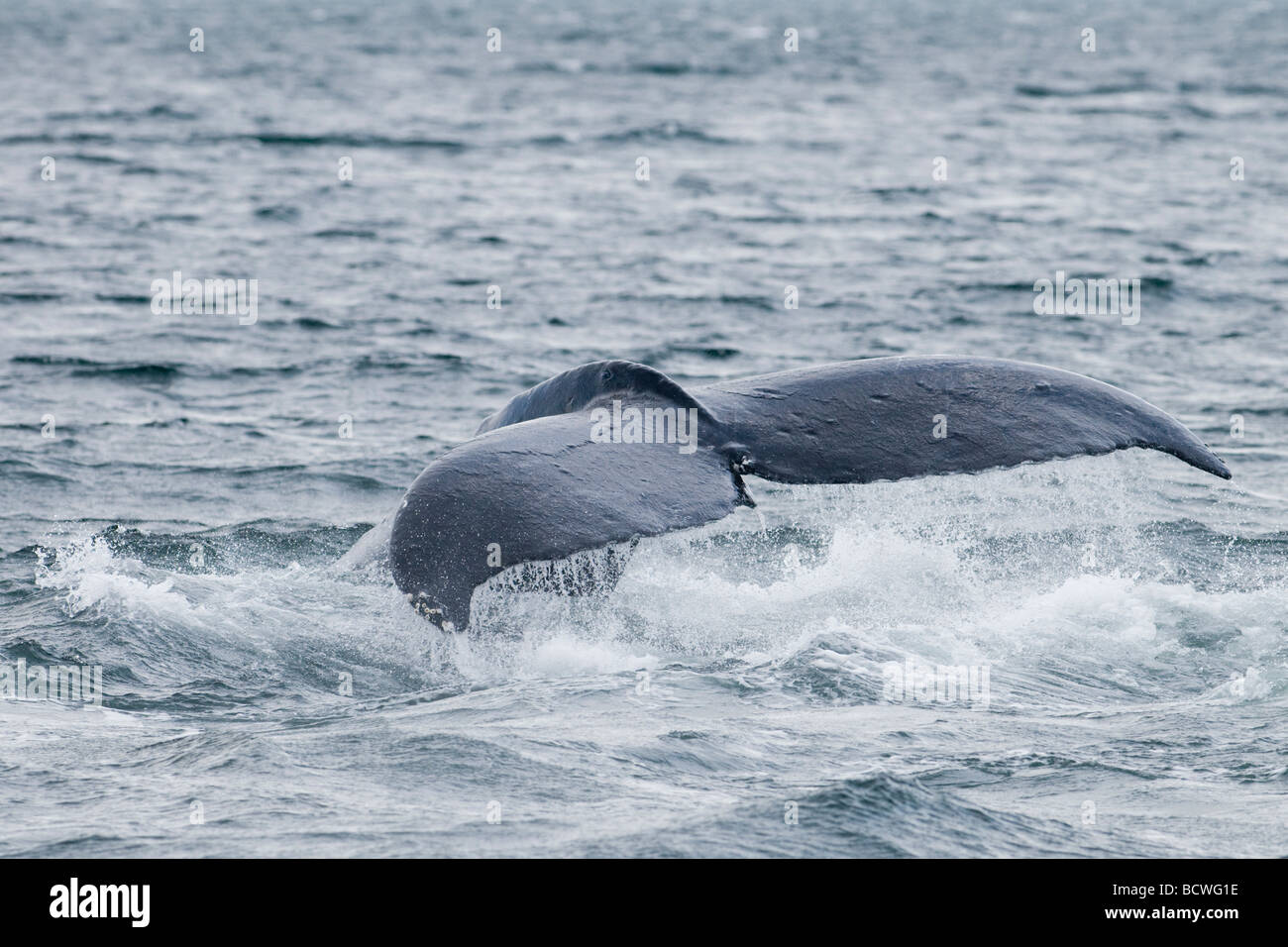 Humpback whale fluke hi-res stock photography and images - Alamy