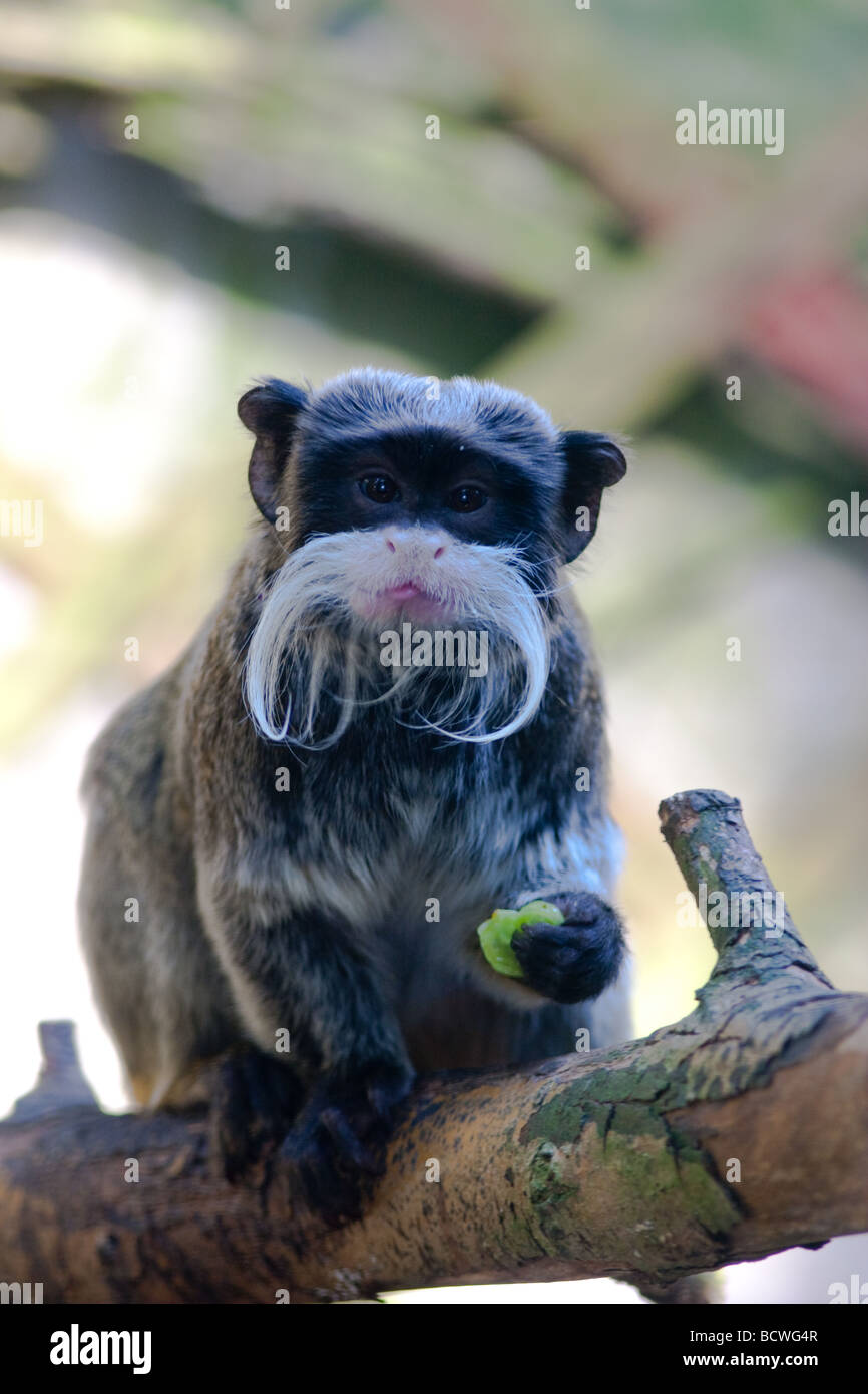 emperor tamarin (Saguinus imperator Stock Photo - Alamy
