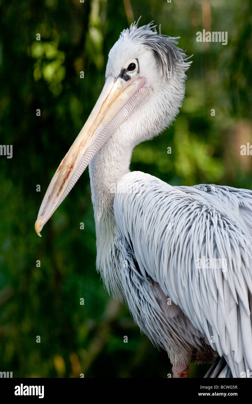 Pink back pelican hi-res stock photography and images - Alamy