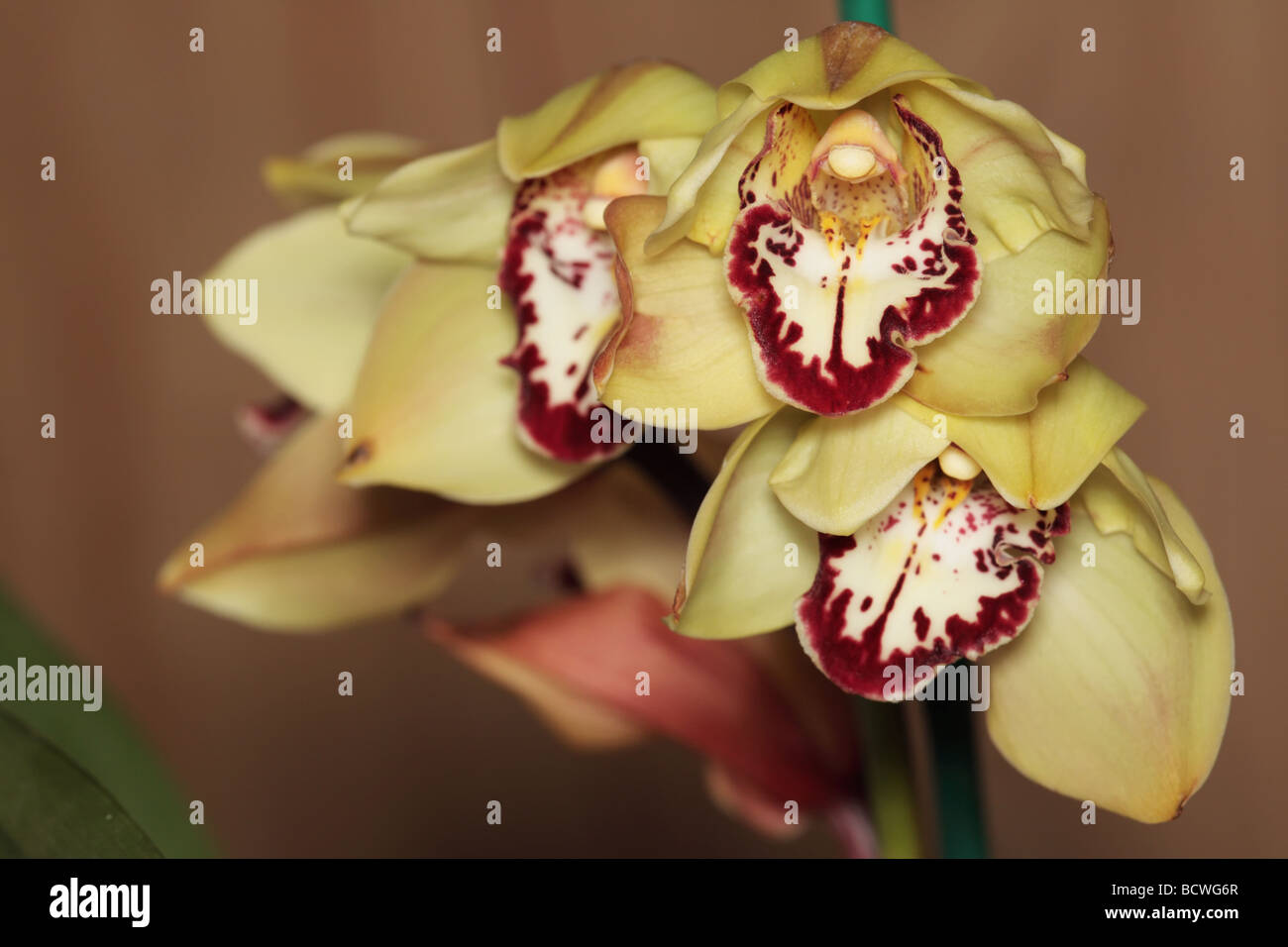 Yellow Cymbidium Orchid in Blooms Stock Photo - Alamy