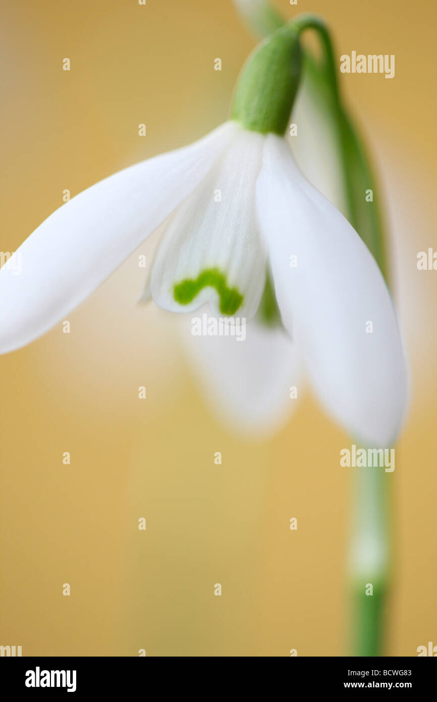 delicate and beautiful January flower epitomising early Spring fine art ...