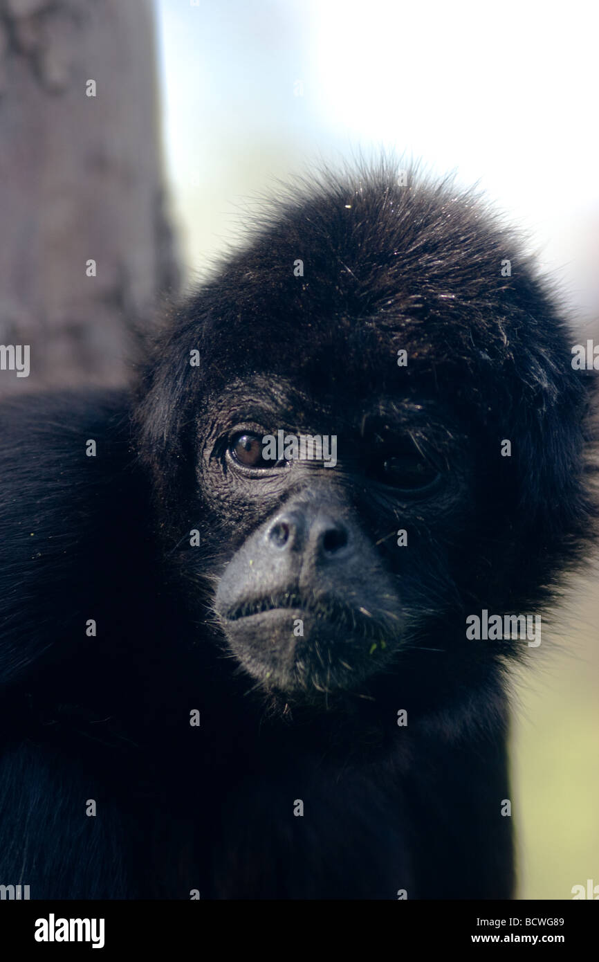 Spider monkey portrait (Ateles fusciceps rufiventris Stock Photo - Alamy
