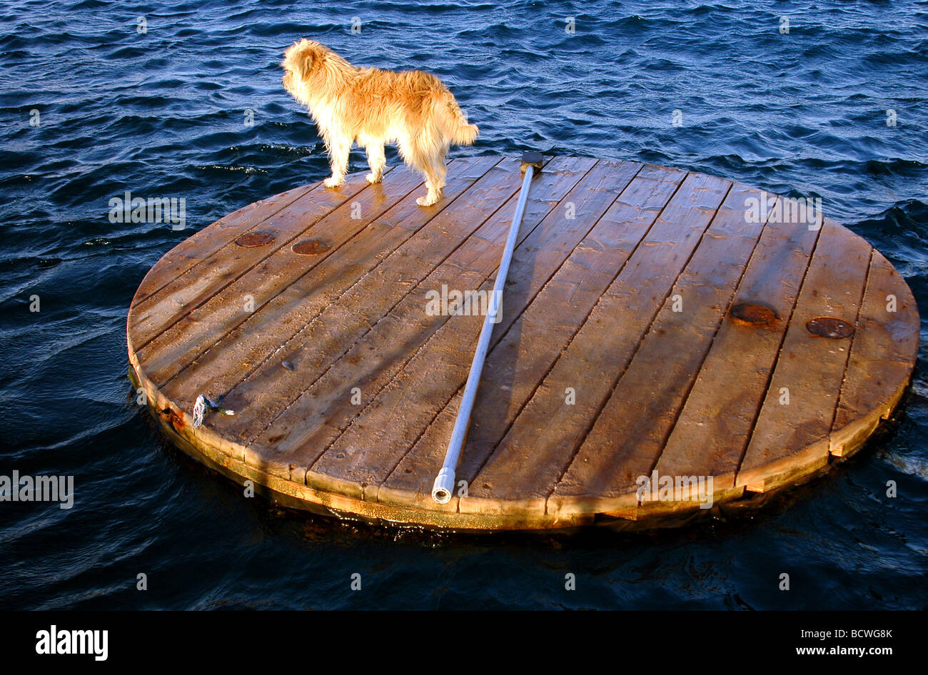 Dog On Raft High Resolution Stock Photography and Images - Alamy