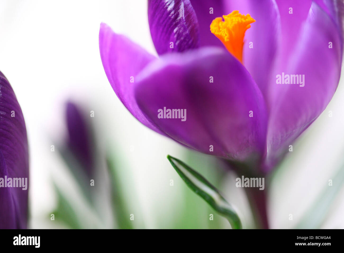 beautiful spring crocus fine art photography Jane Ann Butler ...