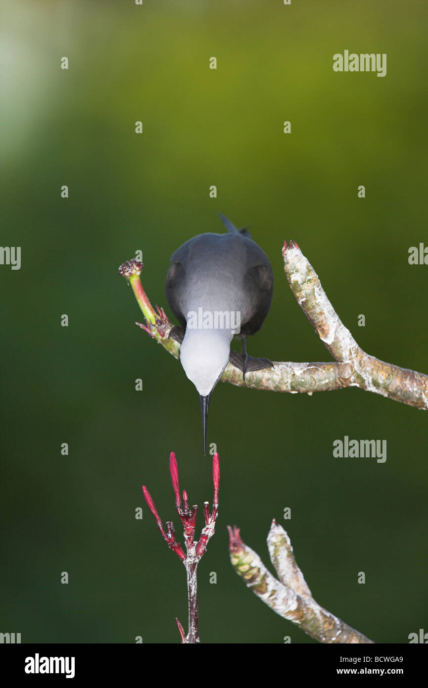 Lesser noddy bird anous hi-res stock photography and images - Alamy
