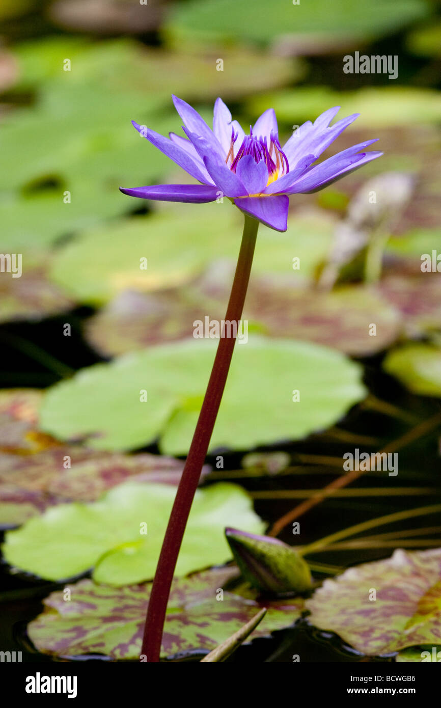 Nymphaea genus hi-res stock photography and images - Alamy