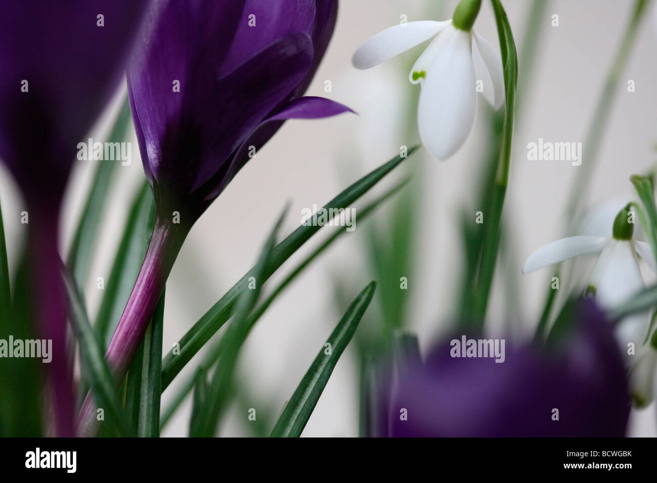 Droopy purple flowers hi-res stock photography and images - Alamy