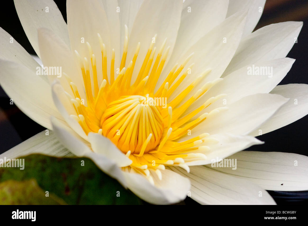 Nymphaea genus hi-res stock photography and images - Alamy
