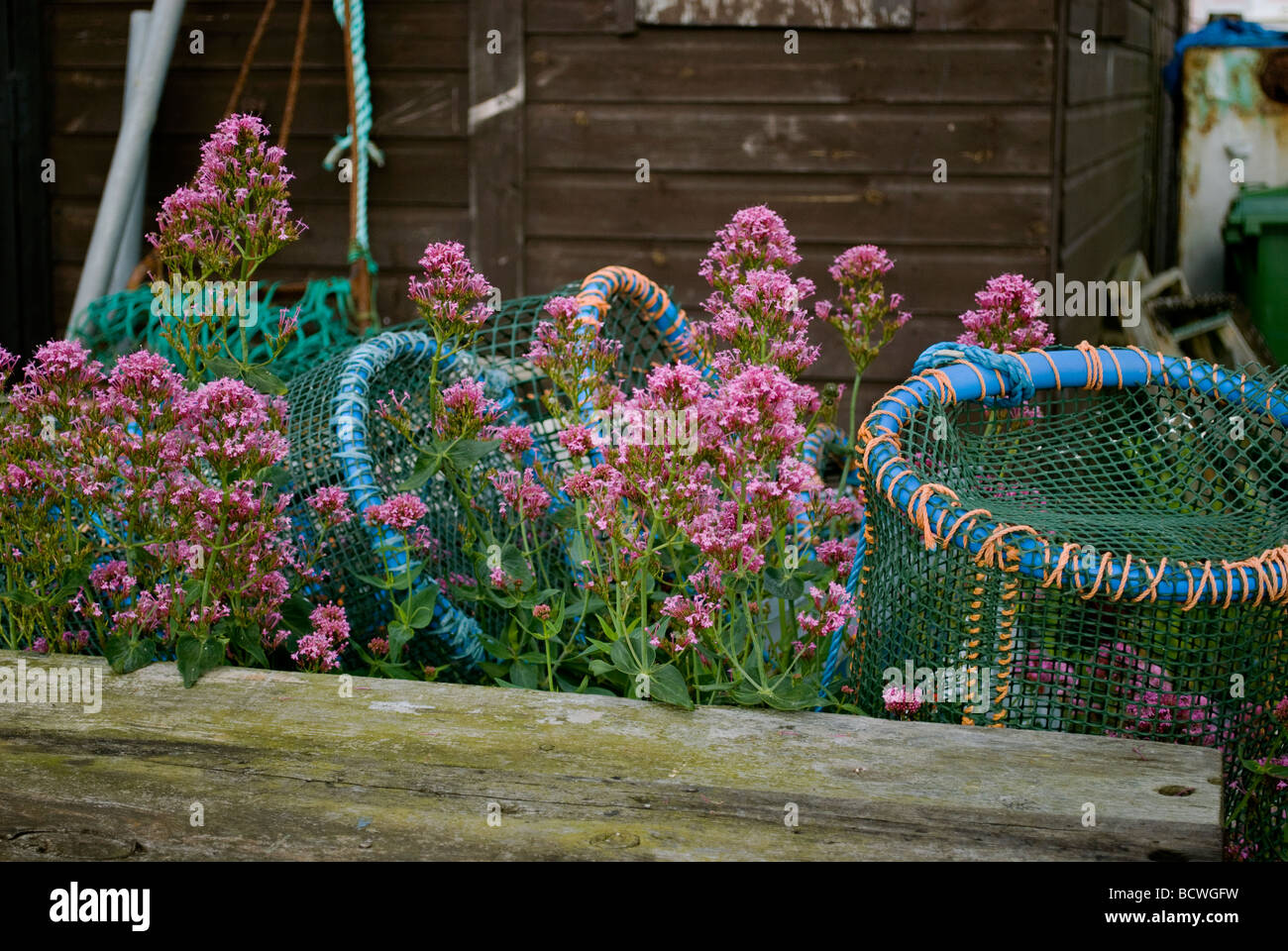 Fishing pots and flowers Stock Photo - Alamy