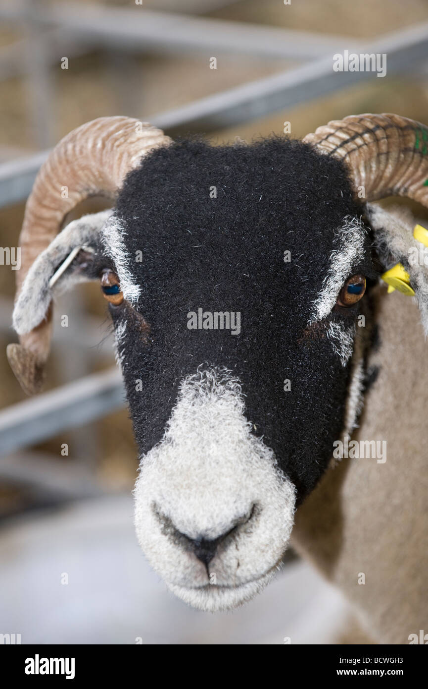 Swaledale sheep hi-res stock photography and images - Alamy