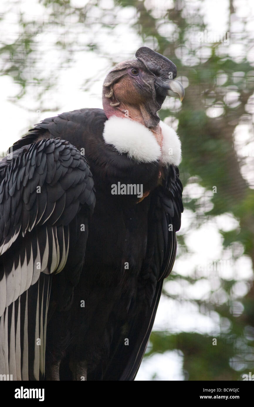 Andean condor (bird species) hi-res stock photography and images - Alamy