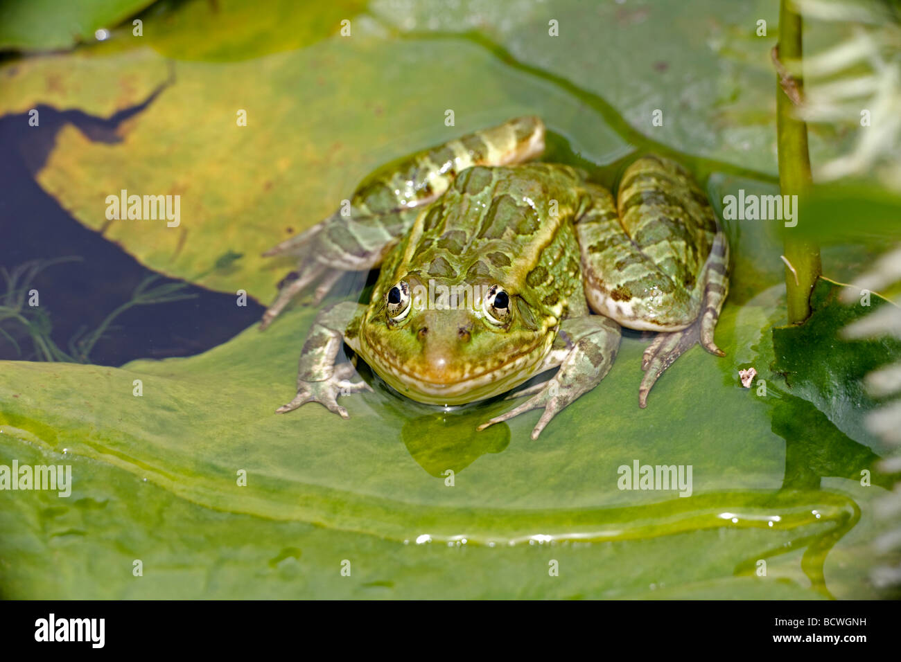 Chiricahua Leopard Frog (Rana chiricahuensis) Arizona - USA - Also known as Ramsey Canyon ...