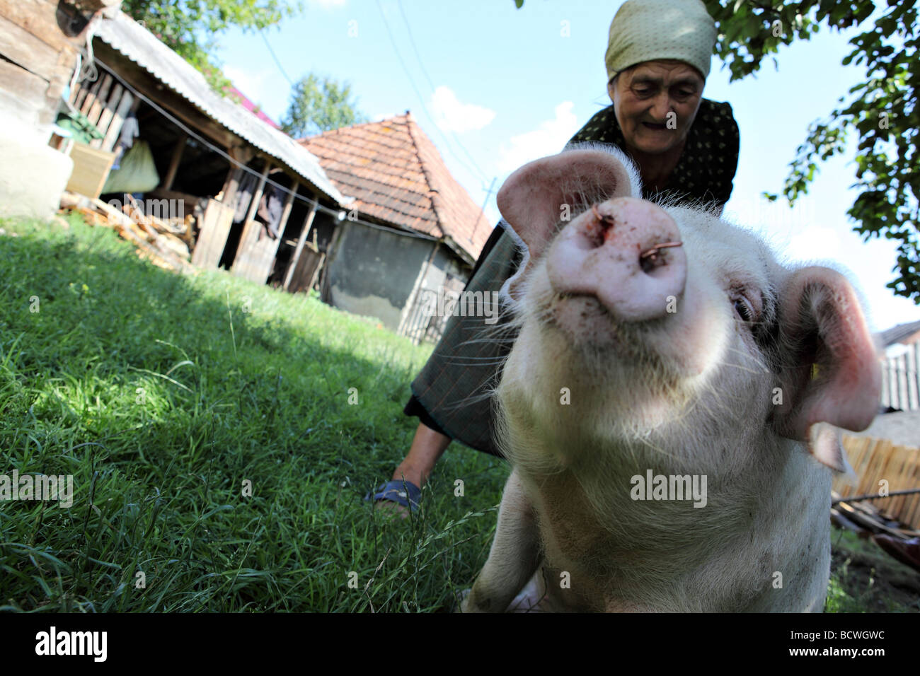 Funny beastie hi-res stock photography and images - Alamy