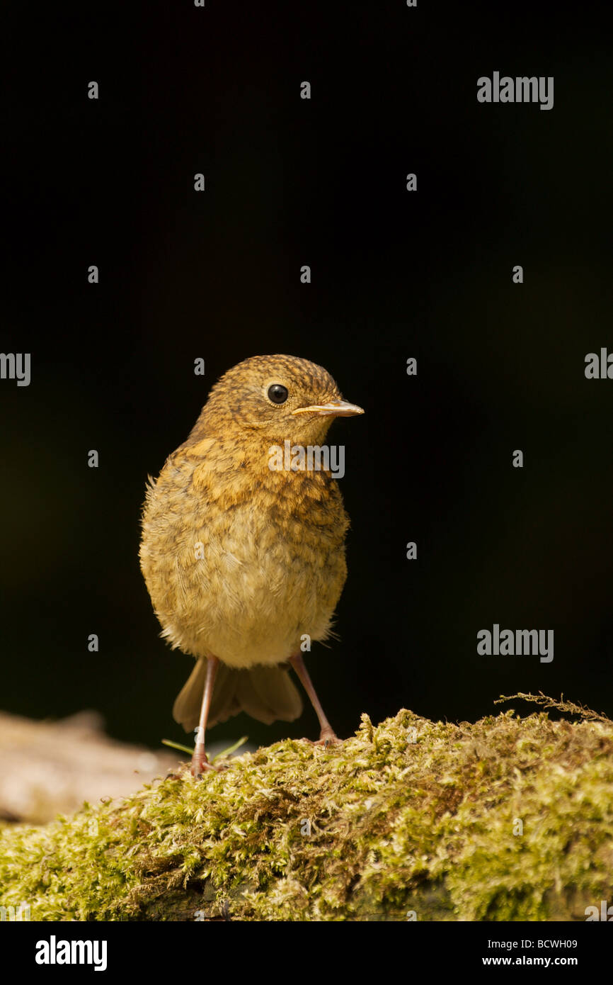 Baby robin hi-res stock photography and images - Alamy