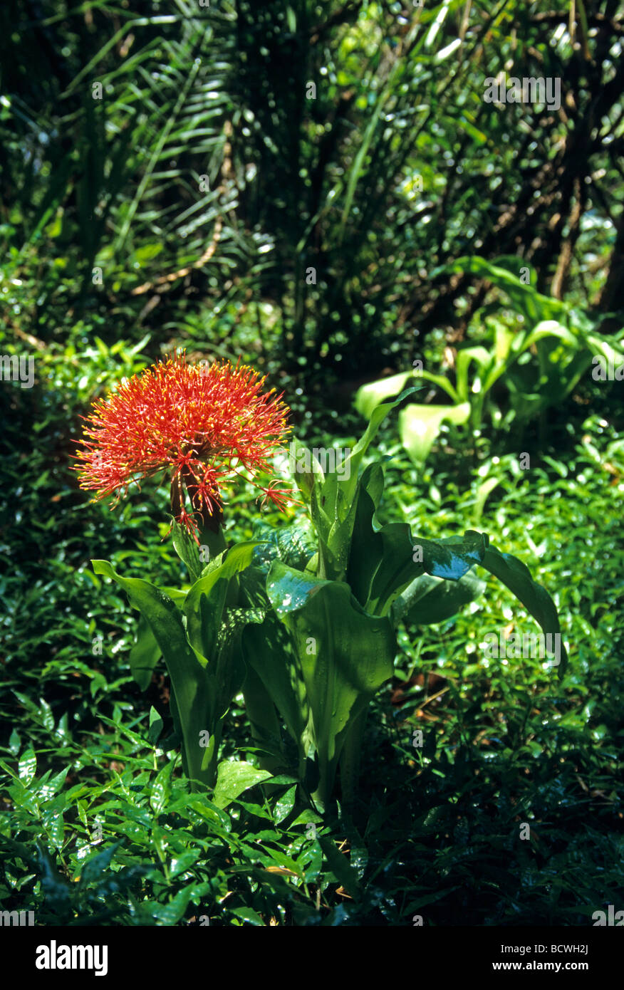 Blood lilies hi-res stock photography and images - Alamy
