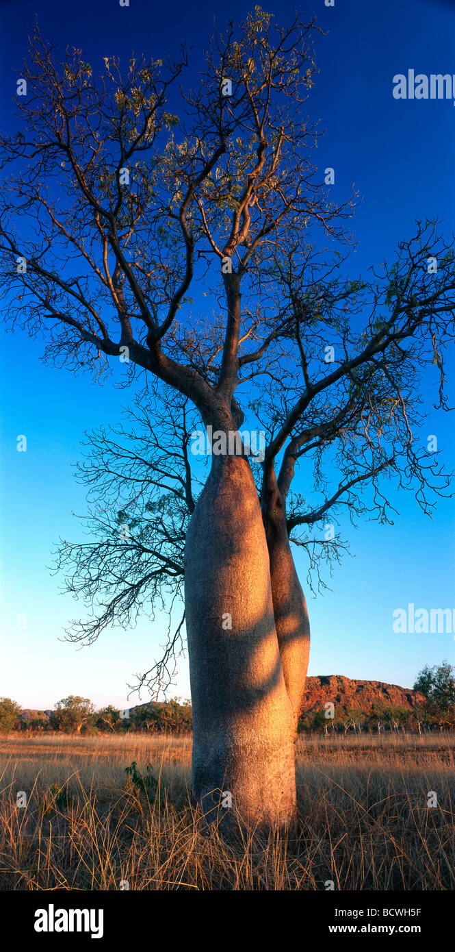 Boboa tree hi-res stock photography and images - Alamy