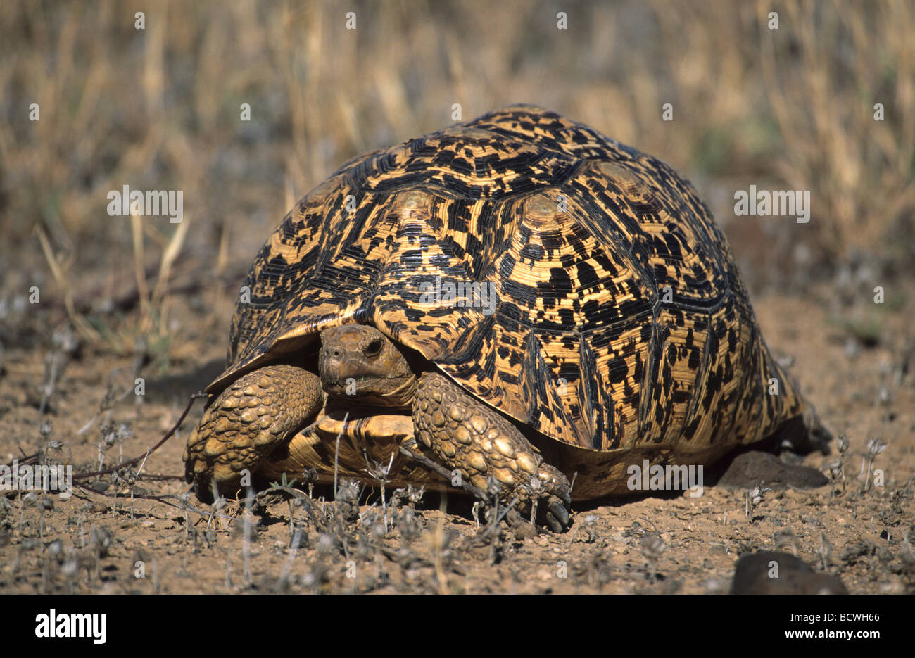 Turtle (Testudinata), Kenya, Africa Stock Photo - Alamy