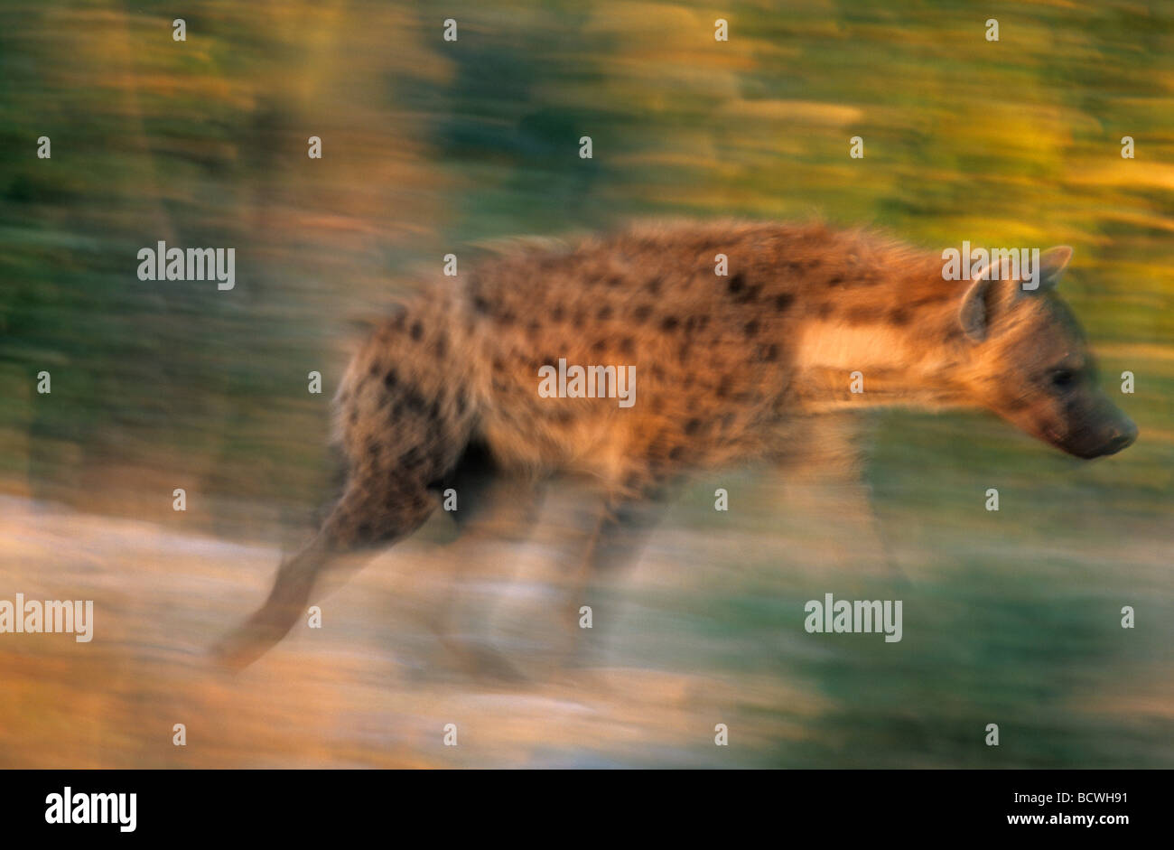 Spotted Hyena, Laughing Hyena or Cape Wolf (Crocuta crocuta) on the run ...