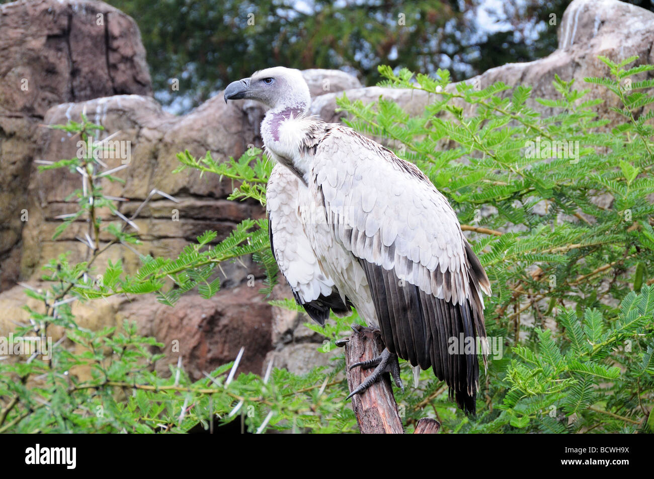 Bird of pray hi-res stock photography and images - Alamy
