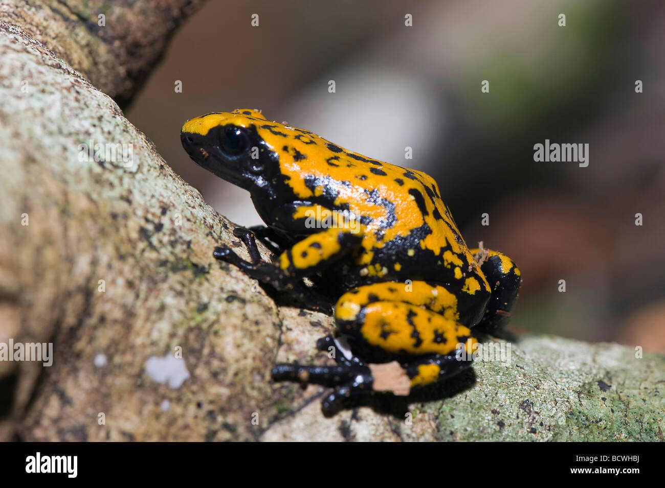 Wood frog Dendrobatidae Brazil Stock Photo - Alamy