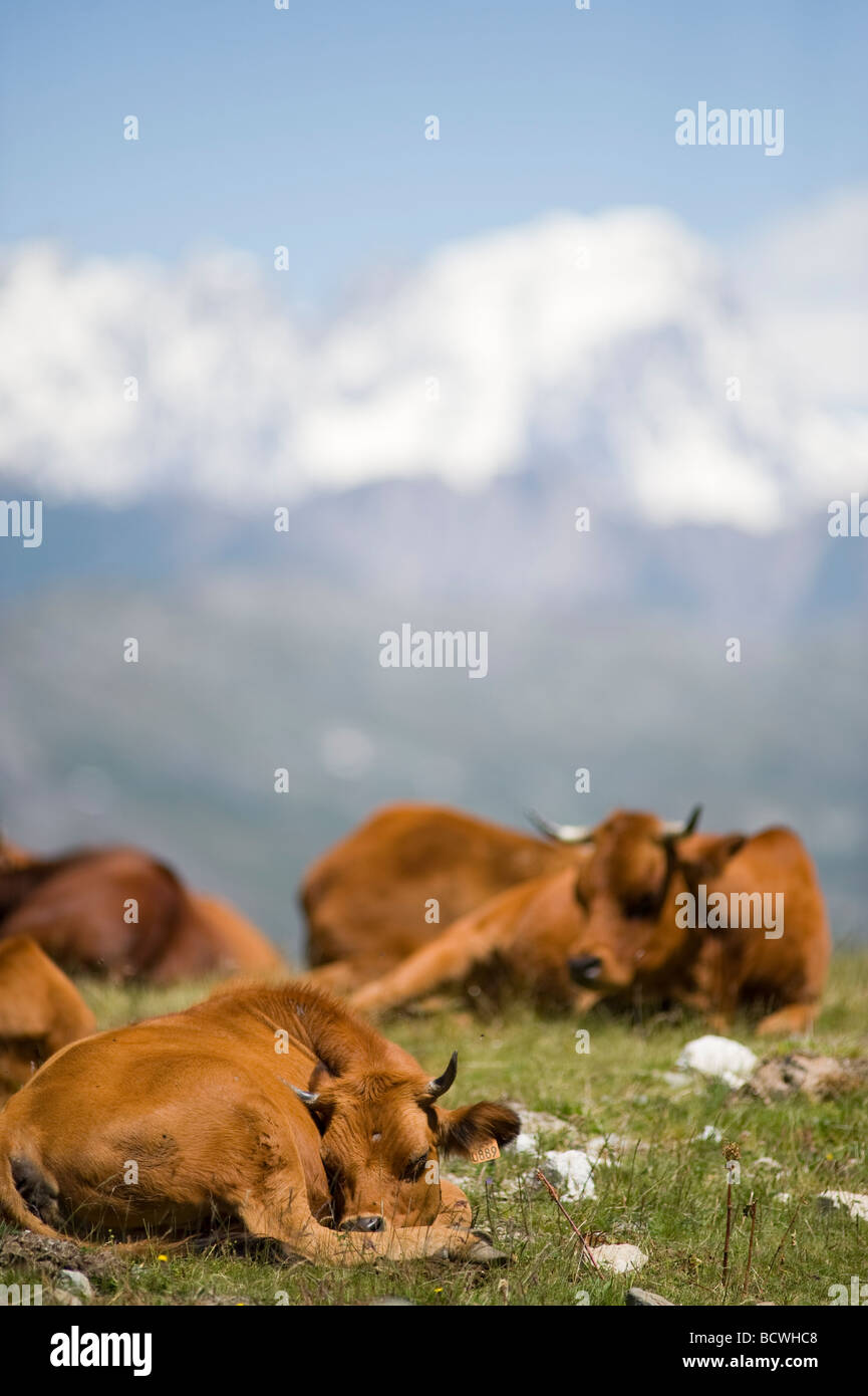 Cattle tarine cow alps alpine france savoie savoy herd mountains hi-res ...
