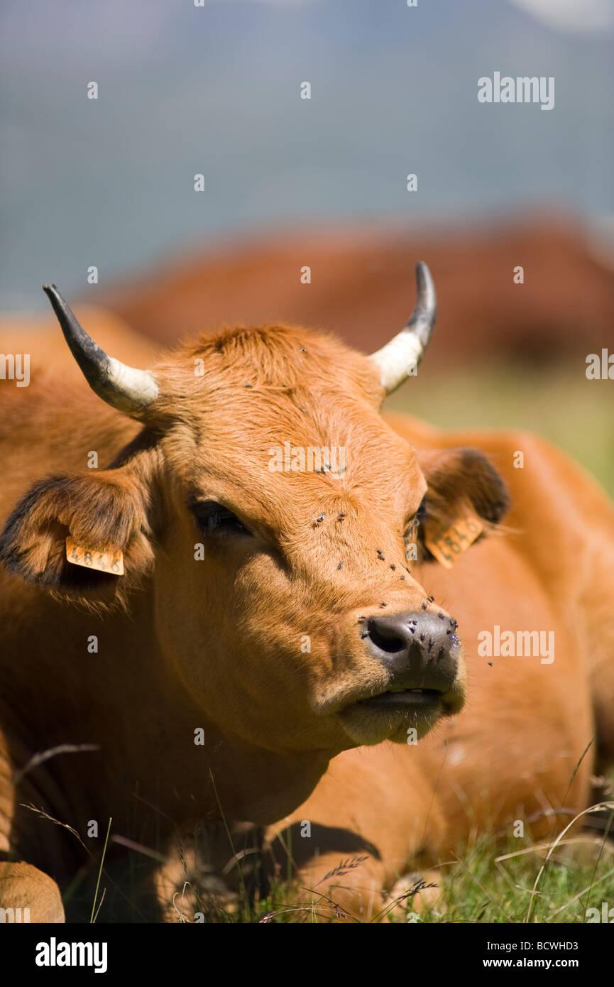 Tarine hi-res stock photography and images - Alamy