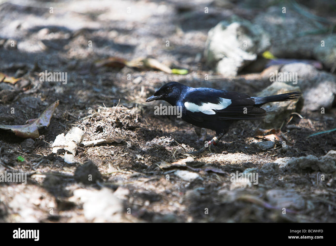 Seychelles Magpie Robin Copsychus sechellarum adult foraging for ...